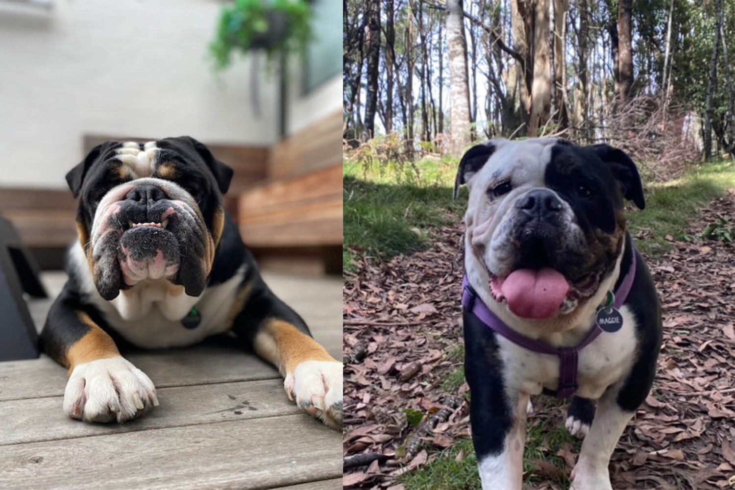 Tracey Keller | Australia's #1 Pet Portrait Artist – Tracey Keller Artist